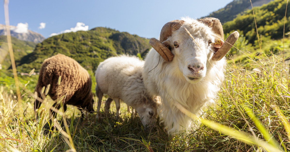 Winery sheep and other animals at Hochklaus